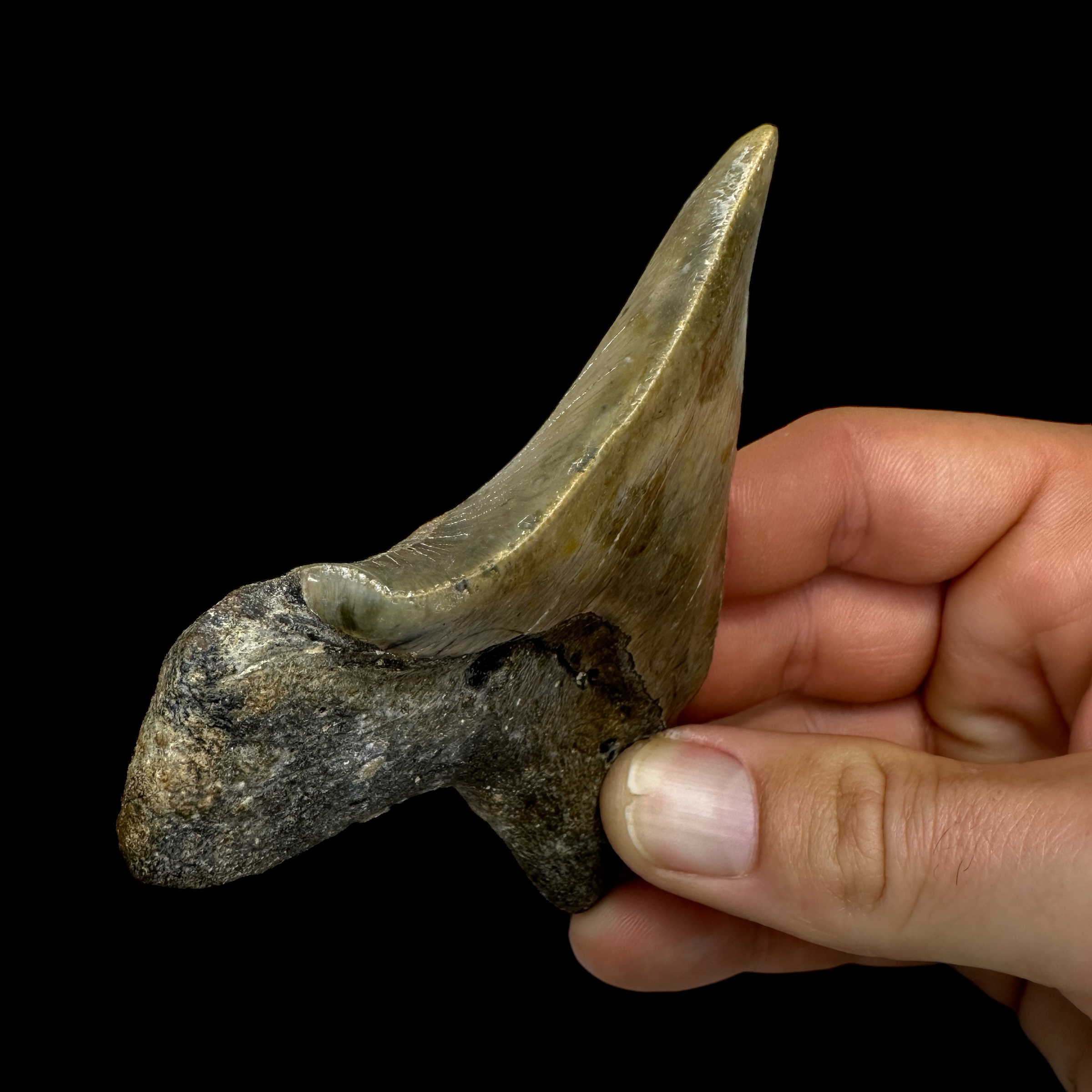 How To Value Fossils: A Collector’s Guide To Fair Market Price - NYU ...